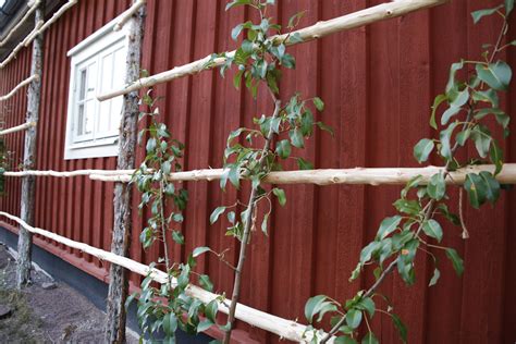 Spaljé till fruktträden Lev som en bonde Niklas Kämpargård