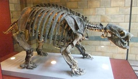 Скелет крупного сухопутного ленивца Glossotherium harlani из ...