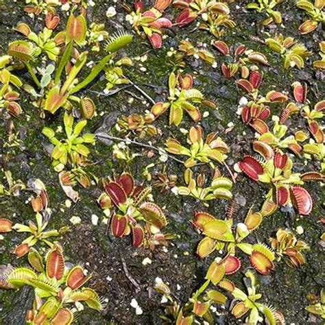 Buy Venus Fly Trap Seeds Online Carnivorous Plants For Sale Cultivo