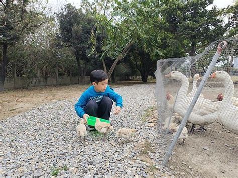 彰化縣北斗鎮正實親子農場 彰化親子景點．100元門票免費提供飼料．餵食可愛動物趣味體驗．氣墊滑梯和多元親子設施超好旅遊