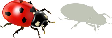 S Png Joaninhas Em Png