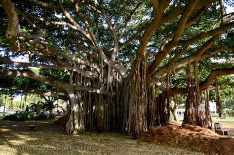 Pictures Of Hawaii Honolulu Waikiki 0030 Big Banyan Tree In Ala