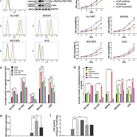 Cellular Uptake FGFR Expression And Transfection Efficiency In