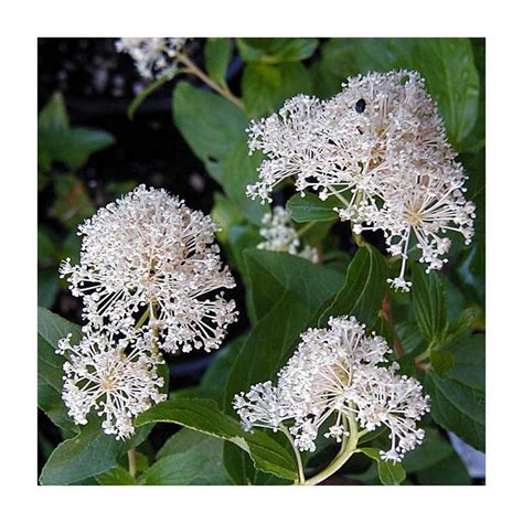 Ceanothus Americanus Zone 4 Plants