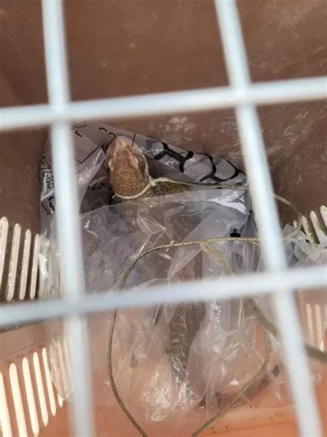 경북 영주서 사바나왕도마뱀 포획 그물무늬비단뱀도 출몰 정락인의 사건추적