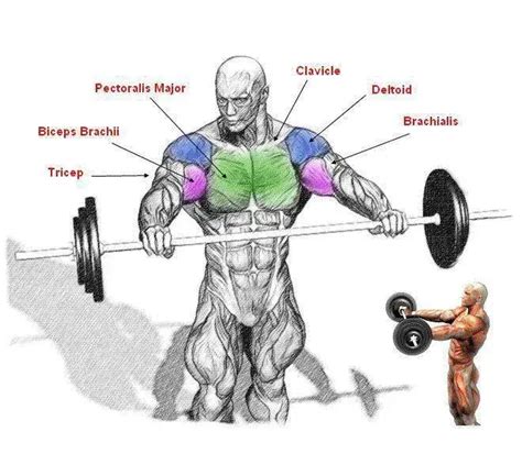 Elevação Frontal O que você precisa saber sobre o exercício