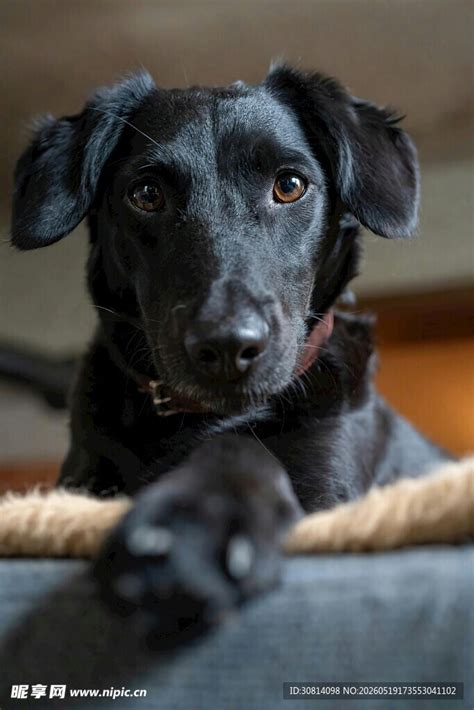 可爱黑犬趴在绳索旁摄影图家禽家畜生物世界摄影图库昵图网