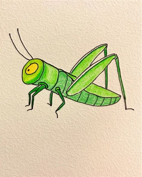 How To Draw A Grasshopper In 7 Easy To Follow Steps Dooduko Easy Step By Step Drawing For