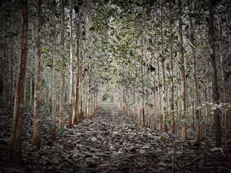 ประกาศขายที่ดิน ขาย ที่ดิน ตำบลท่าขนุน อำเภอทองผาภูมิ จัง