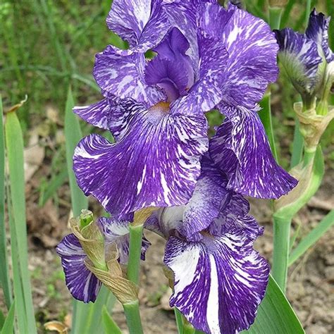 Plant Faqs Bearded Iris German Iris Rmonsteraholic