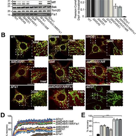 Characterization Of Gene Edited Mef Cell Lines A Gene Edited Cell Download Scientific