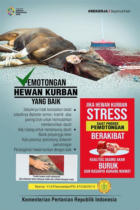 Cara Menyembelih Hewan Kurban Yang Baik Dan Benar