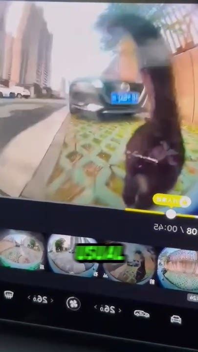 Caught On Camera This Cats Sneaky Habit Will Leave You Shocked Youtube