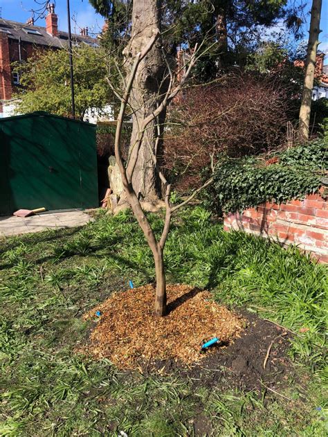 Tree Relocation Services Leeds Tree Care Services