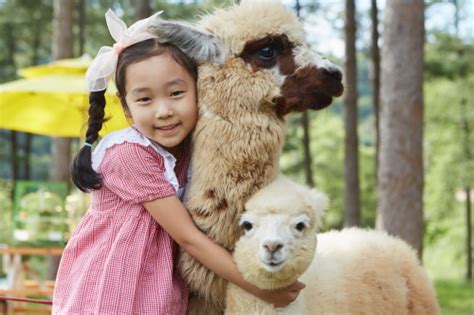 강원도 가볼만한 곳 어디 아이들이 좋아하는 알파카월드