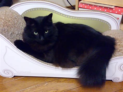 モフモフの黒猫を探しています
