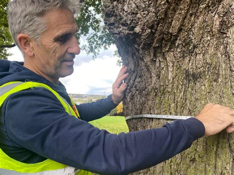 Tree Surveying Green Canopy