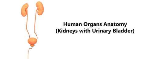 40 Male Anatomy Prostate Backgrounds Stock Illustrations Royalty Free