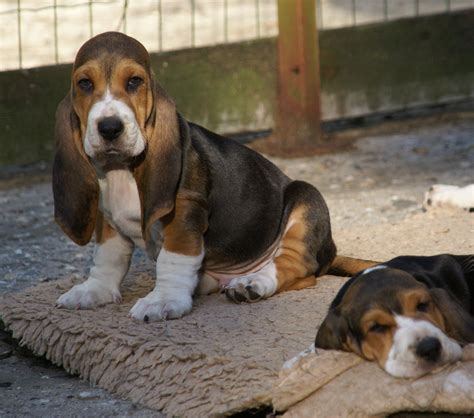 Houden Van Franse Bassetsde Pups Van Doremi En Emilion Basset