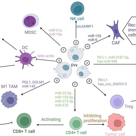 Mechanisms Of Remodelling TME By TEVs A Mechanisms By Which TEV