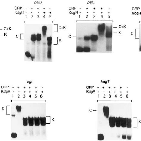 Dnase I Footprint Of The Binding Sites For Camp Crp In The Regulatory Download Scientific
