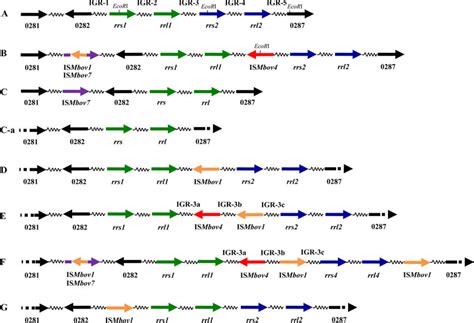 Schematic Representation Of The Genomic Regions Containing The Download Scientific Diagram