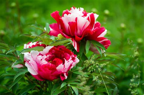 Картинки пионы (48 фото)
