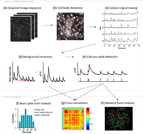 Neuroca Integrated Framework For Systematic Analysis Of Spatiotemporal