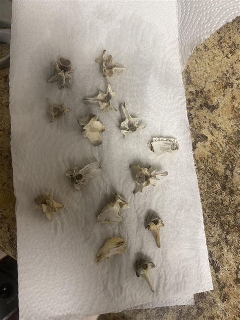 Help Id Tia Rbonecollecting