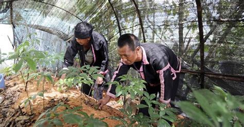 Chữa Bệnh Bằng Y Học Cổ Truyền An Toàn Hiệu Quả