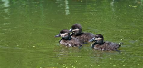 Nw Bird Blog Ruddy Duck Ducklings
