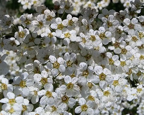 Спирея серая "Грациоза" (Graciosa) купить с доставкой почтой по Минску ...