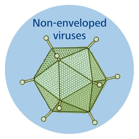 Polyhedral Virus