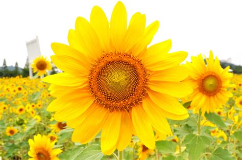 해바라기 꽃말 당신만을 기다려요 네이버 블로그