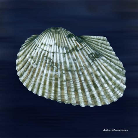 Anadara Transversa Say 1822 FrameLAB