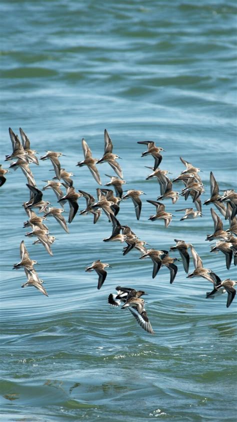 Urbanization And Its Effects On Bird Migration Patterns