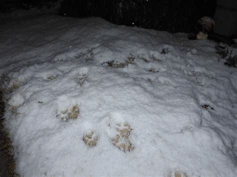 今季2度目の雪 いきあたりばったり！