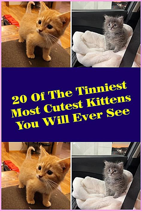 20 Of The Tinniest Most Cutest Kittens You Will Ever See Artofit