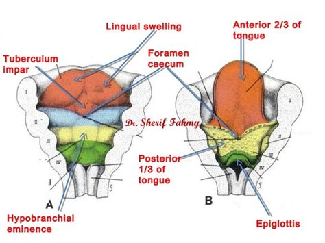Development Of Tongue Thyroid Gland And Respiratory System Special