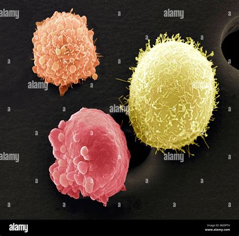 Scanning Electron Microscope Images Cell