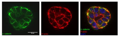Identification Histological Characterization And Dissection Of Mouse