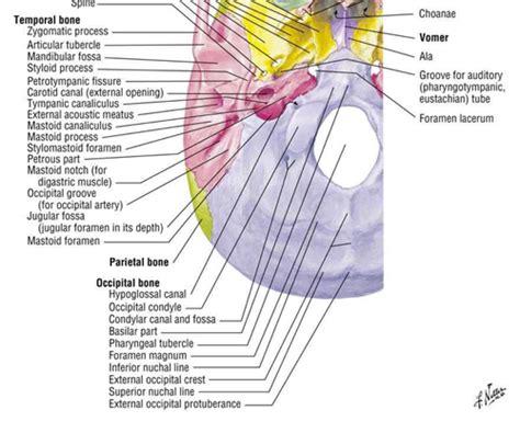 Skull Flashcards Quizlet