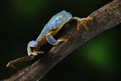 Tree Frog Climbing Photograph By Dirk Ercken Fine Art America