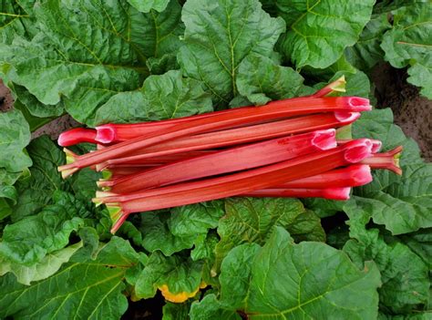 Rhubarb Custard Cake Chefinoz