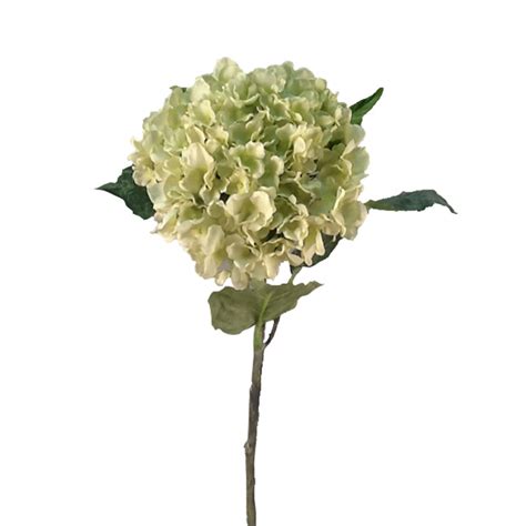 Green Hydrangea Stem Fl1991dandw Silks