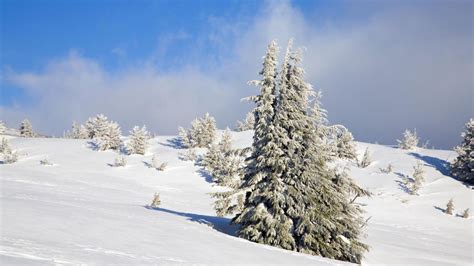 Prognoza meteo pentru sărbătorile de iarnă Cum va fi vremea de Crăciun