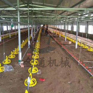 四川自动化喂料养鸭设备养殖场养鸡全套料线水线肉鸡自动喂料机 阿里巴巴