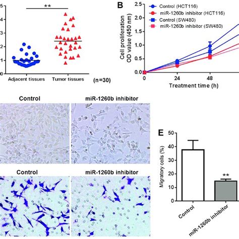 Proliferation And Migration Of Colorectal Cancer Cells Was Inhibited By