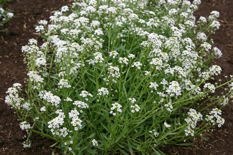 Silver Falls Seed Company Alyssum Sweet Tall White
