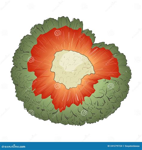 Vector Pandanus Tree Green Leaves 92669721